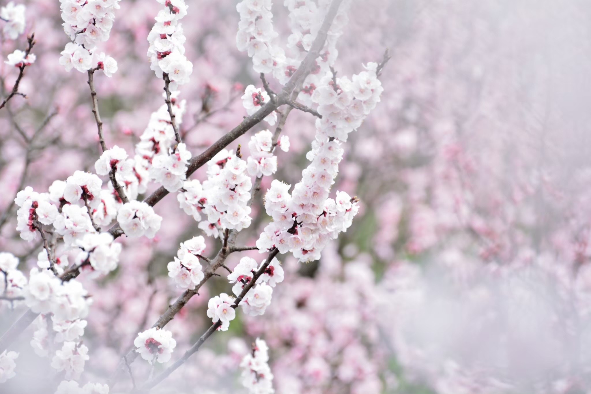 あんずの里 | 店舗設計・店舗デザイン・施工・リノベーションのディック